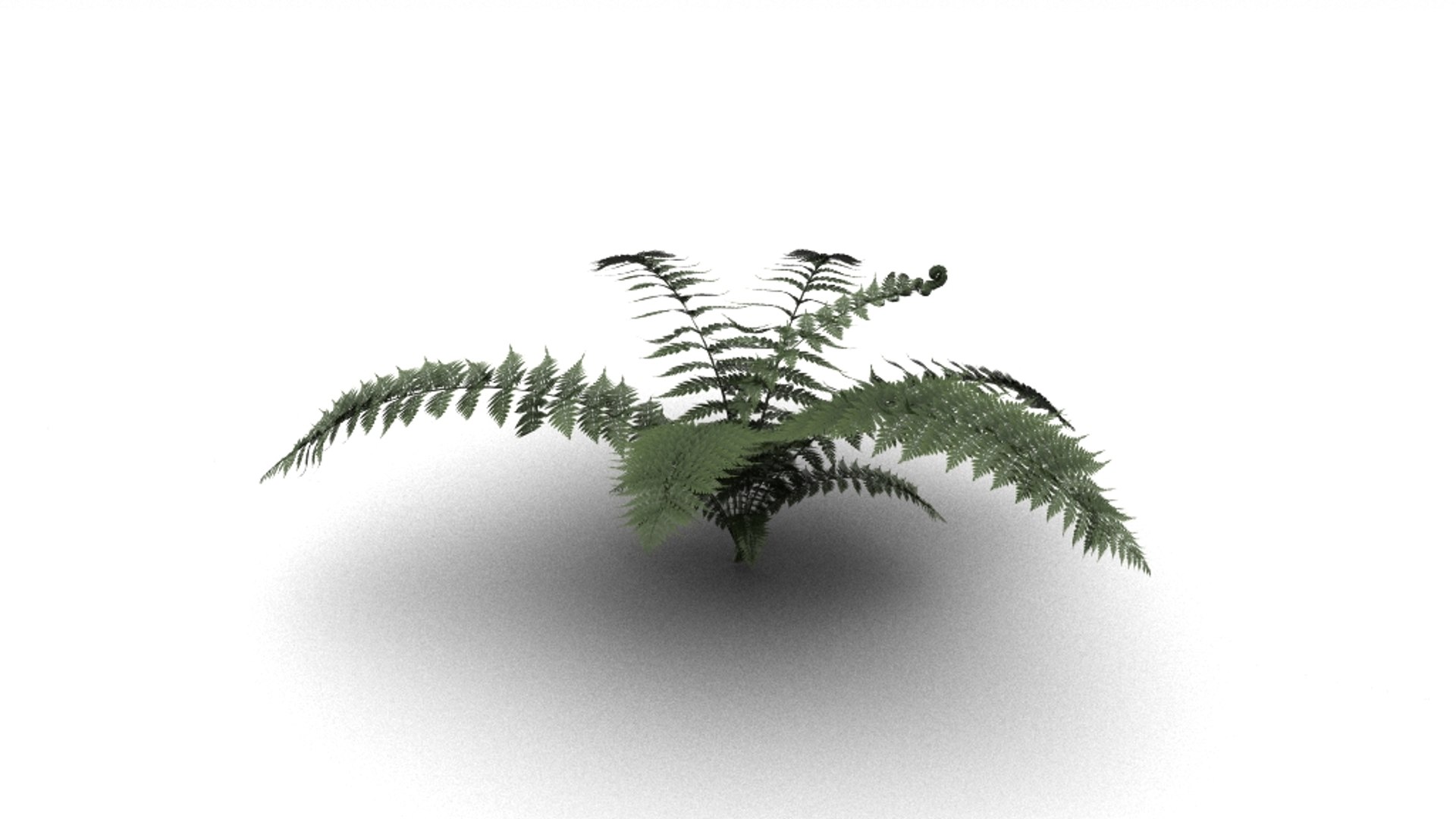 fern 3d model