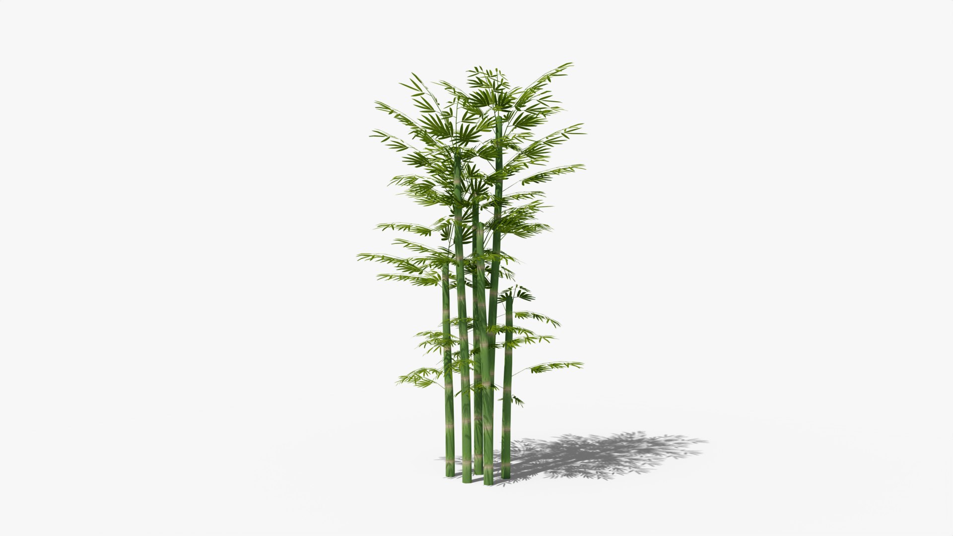 3D Bamboo Plant Bush - TurboSquid 2174029