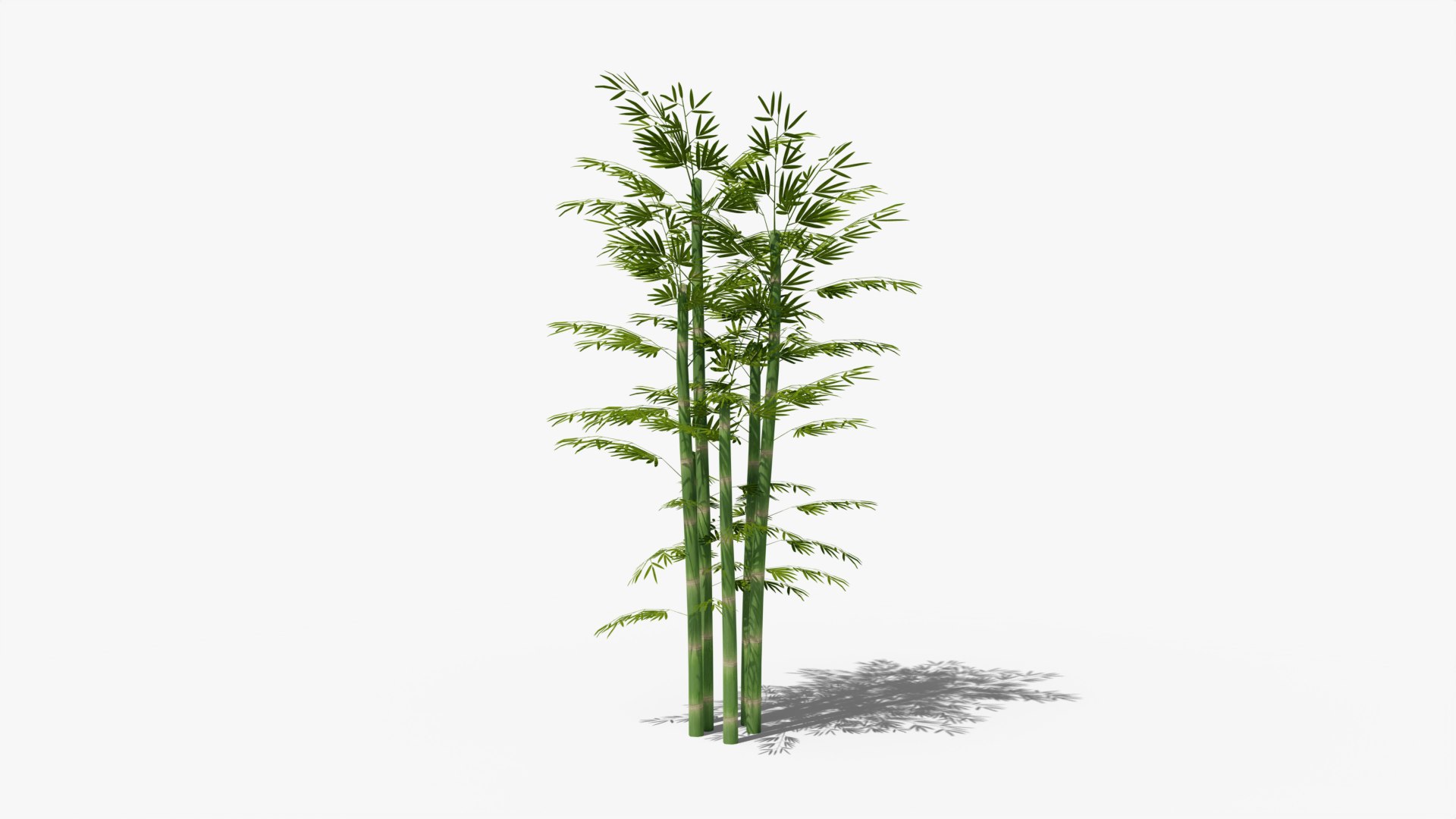 Lucky Bamboo 3d Model 3d Cad Browser Potted Tree 3D Model - 3D CAD Browser