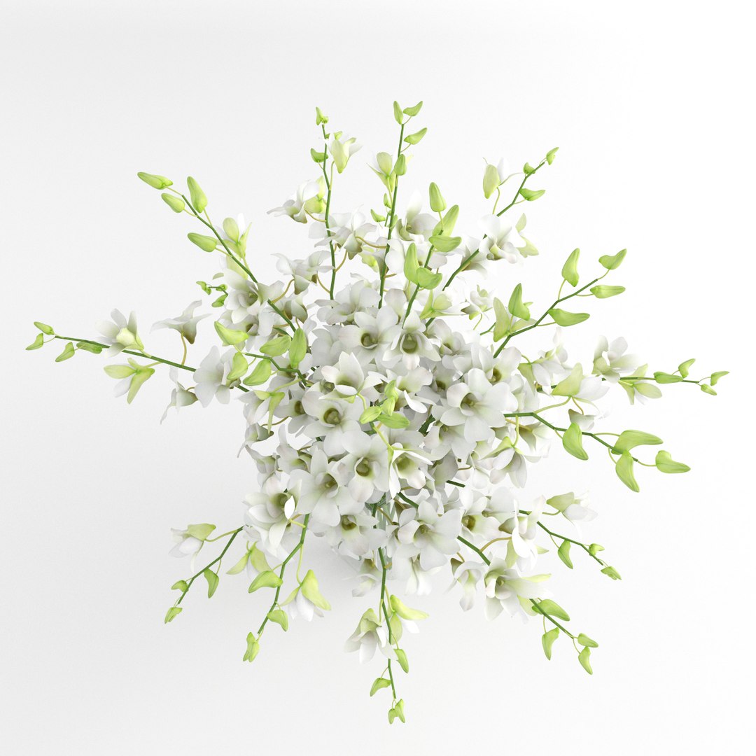 3d Orchid Flower White Model