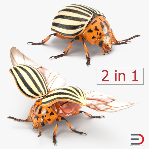 Invertebrate 3D Models for Download | TurboSquid