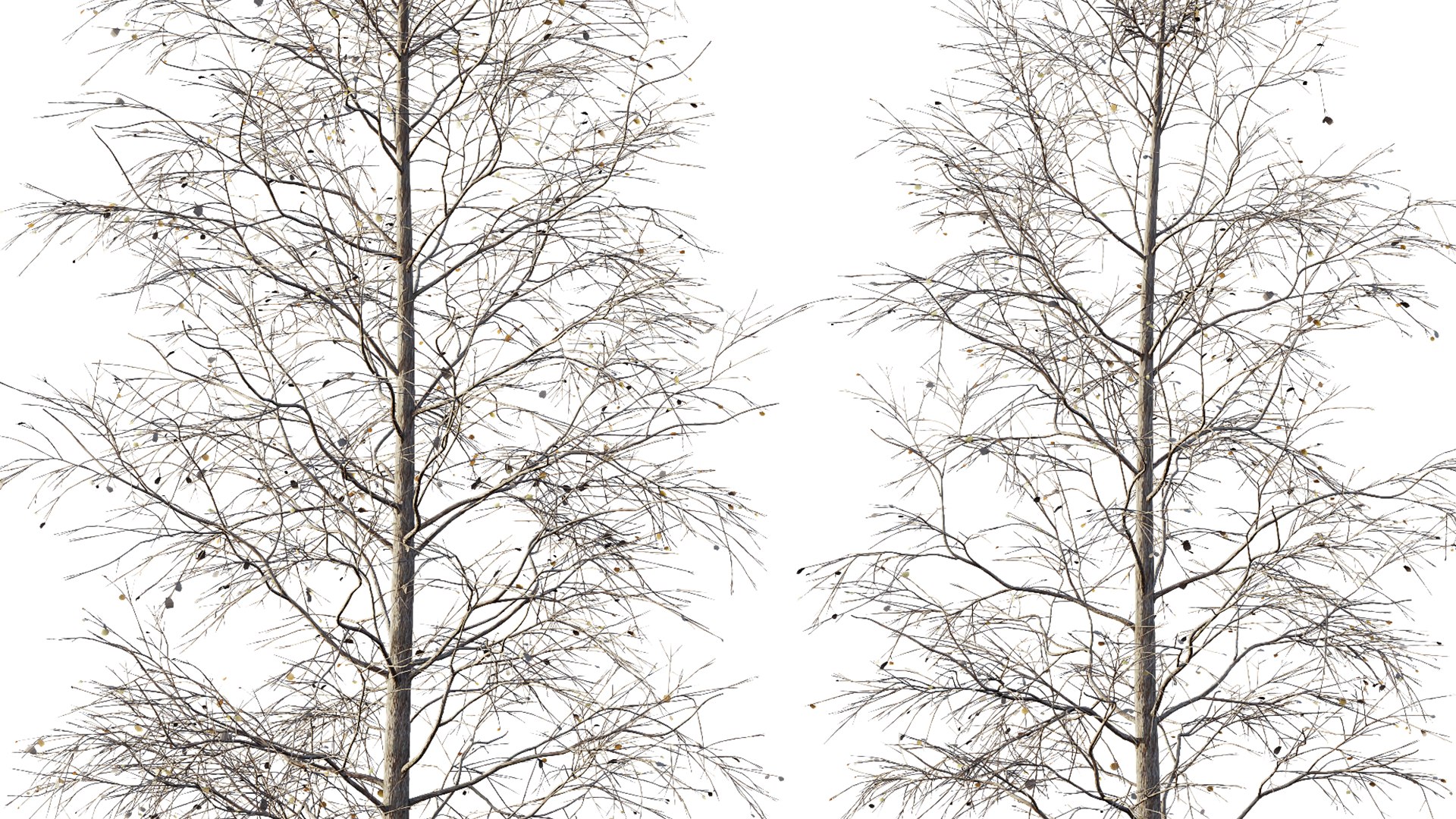 3D Model AV Plants Carpinus Betulus Winter Snow - TurboSquid 2365003