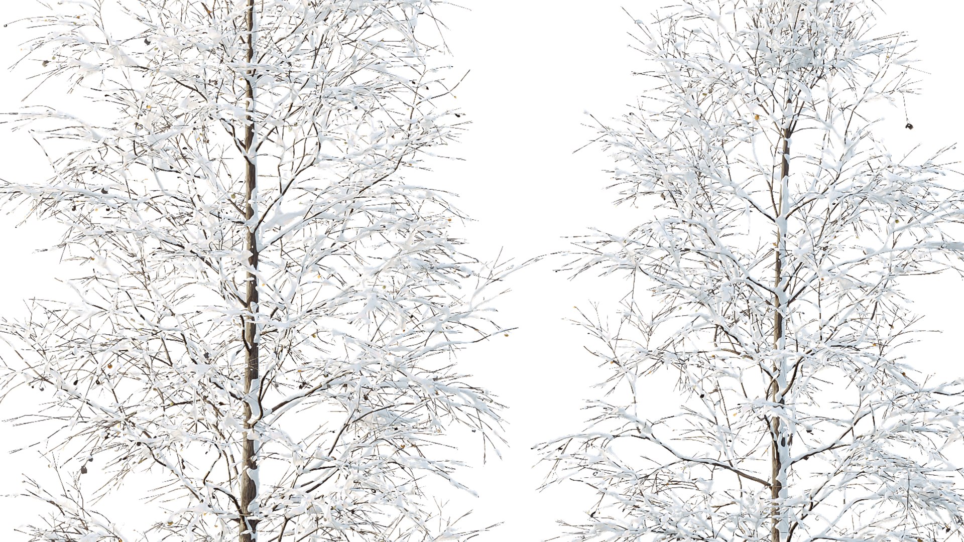 3D Model AV Plants Carpinus Betulus Winter Snow - TurboSquid 2365003