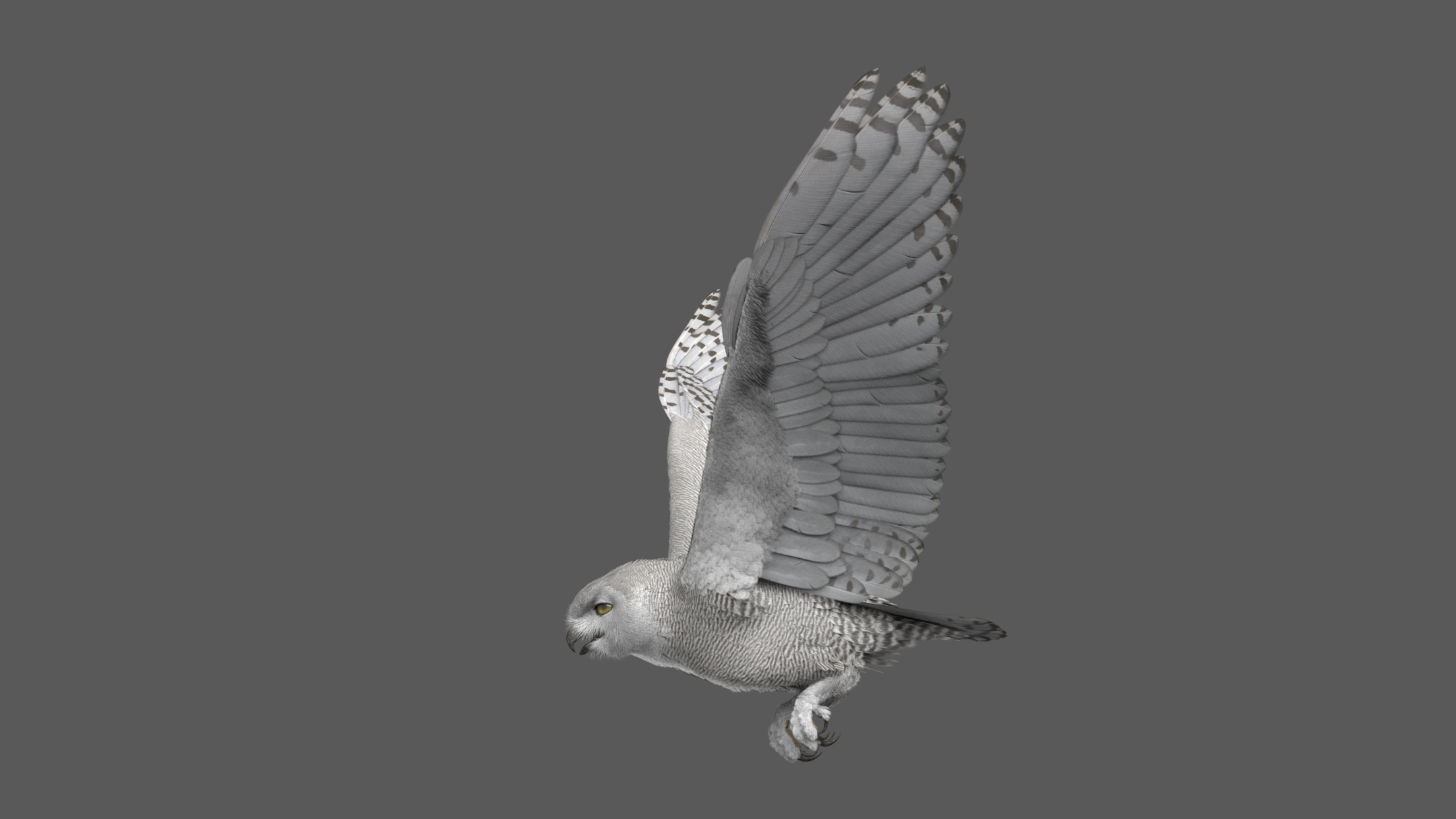 Snowy owl animation model - TurboSquid 1491002