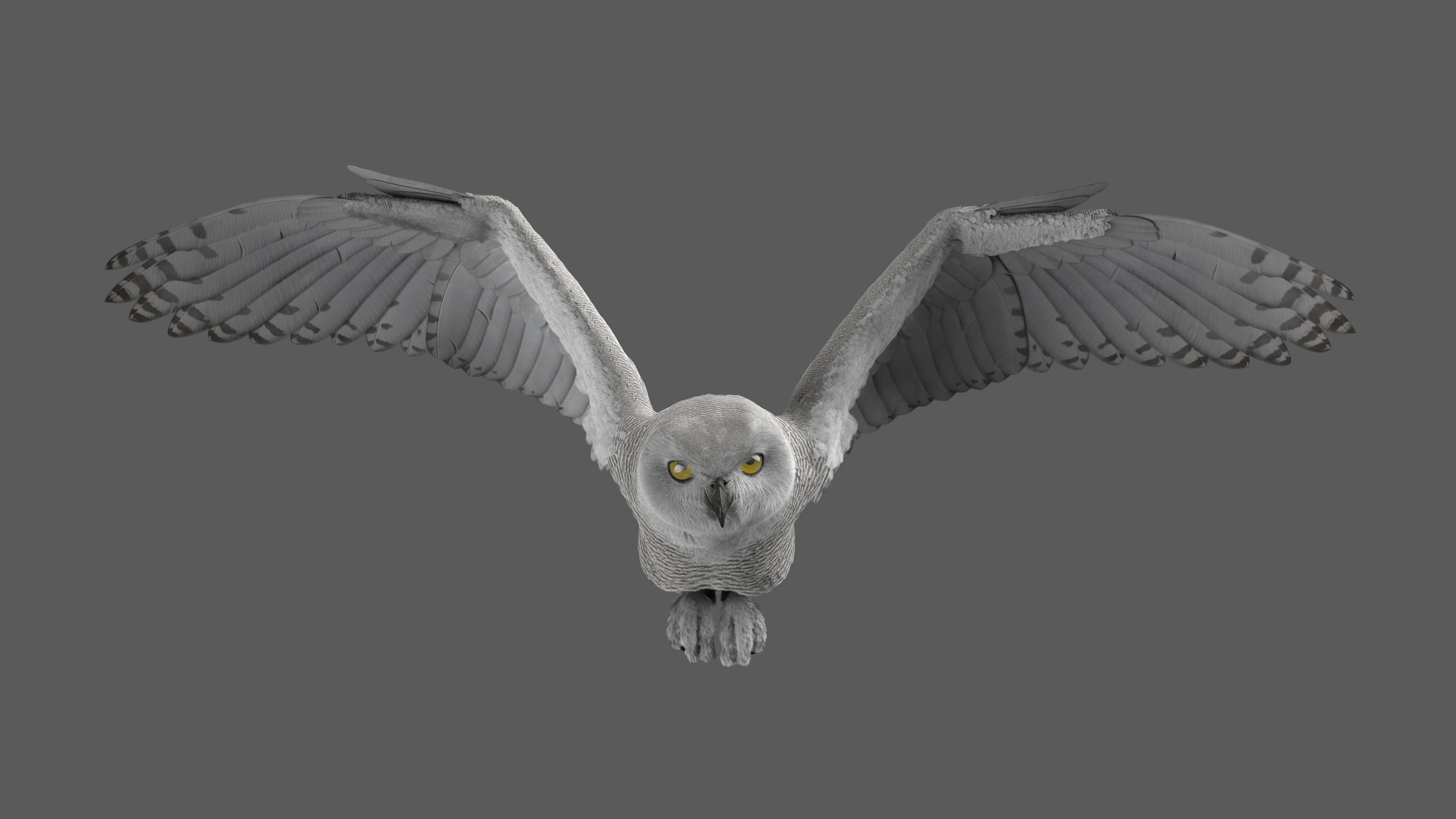 Snowy owl animation model - TurboSquid 1491002