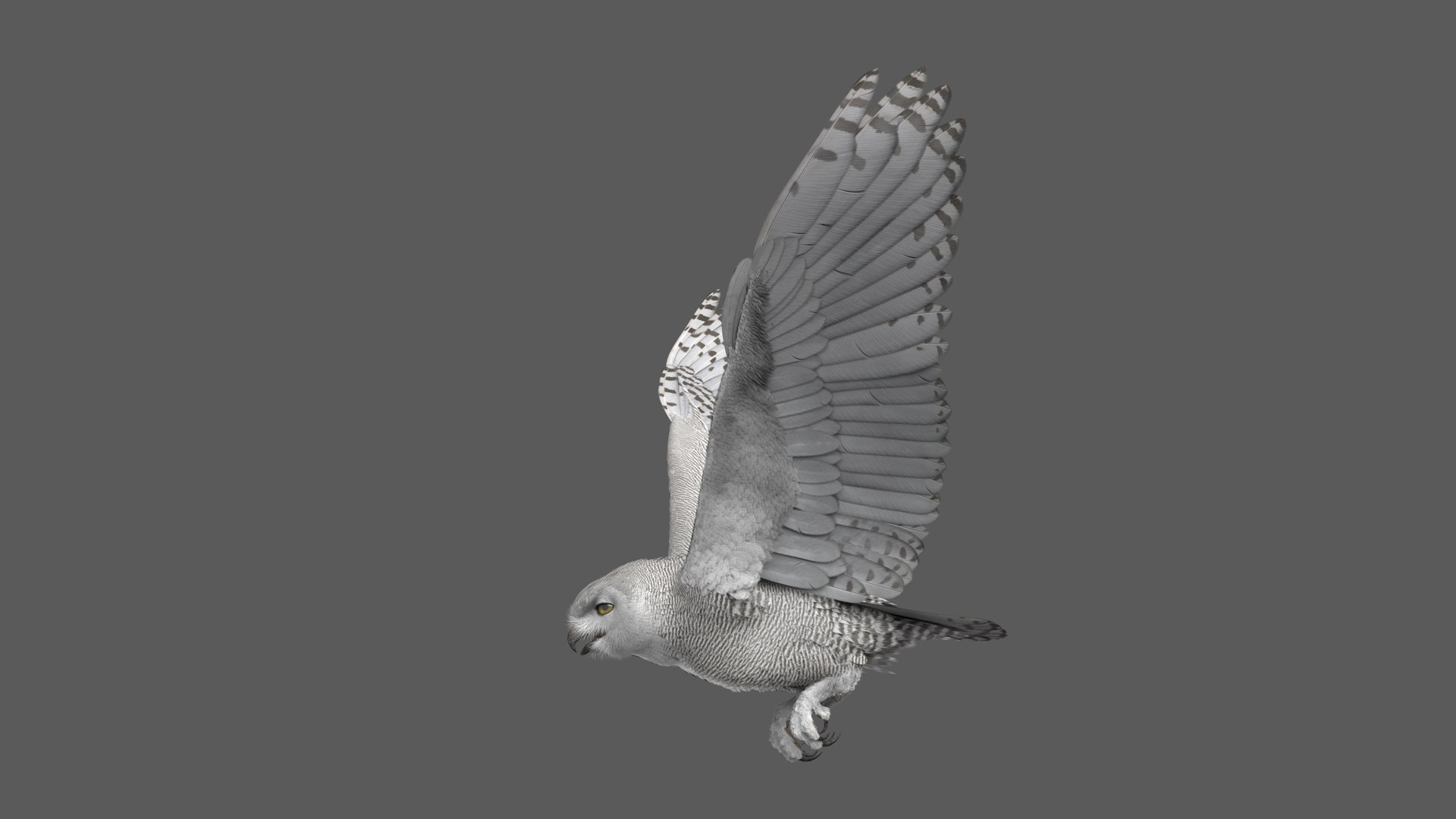 Snowy owl animation model - TurboSquid 1491002