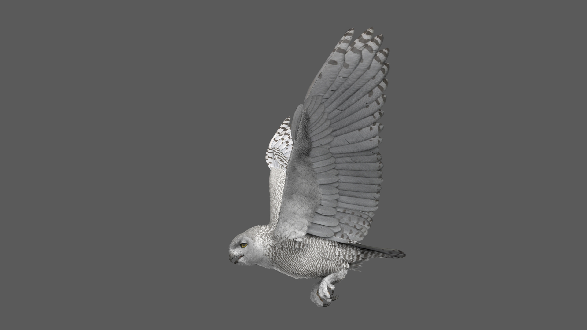 Snowy owl animation model - TurboSquid 1491002