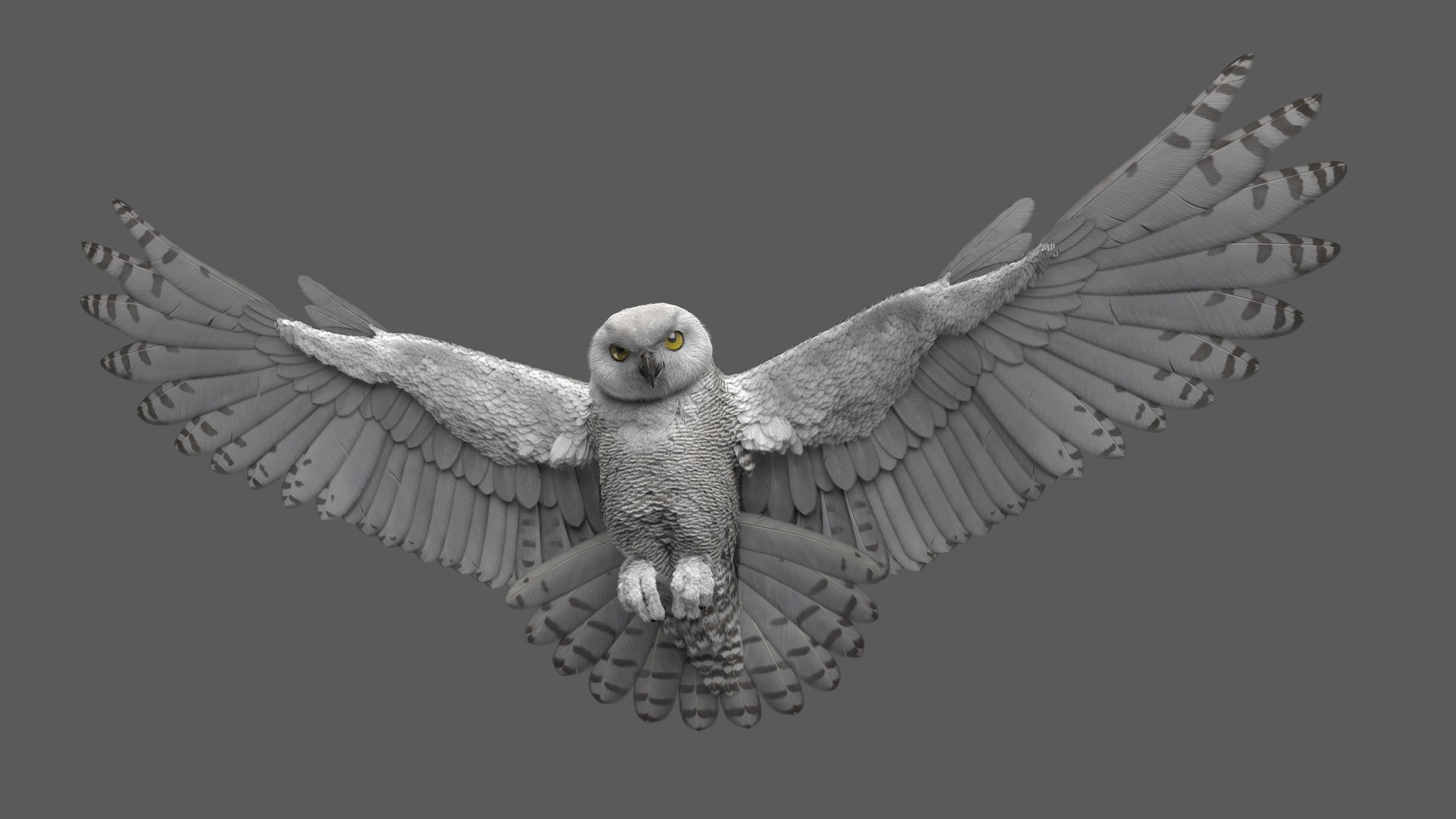 Snowy owl animation model - TurboSquid 1491002