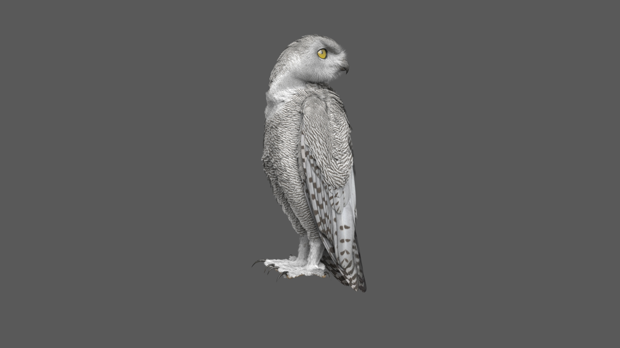Snowy owl animation model - TurboSquid 1491002