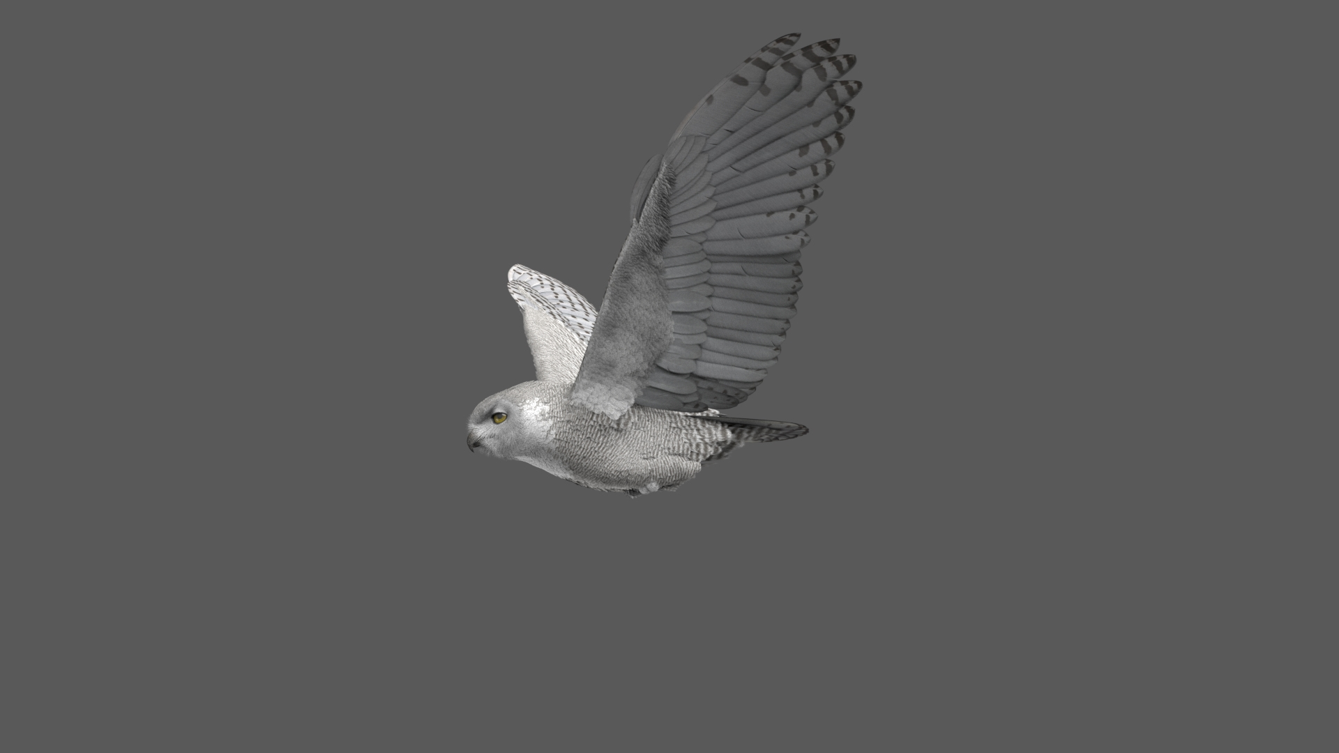 Snowy owl animation model - TurboSquid 1491002