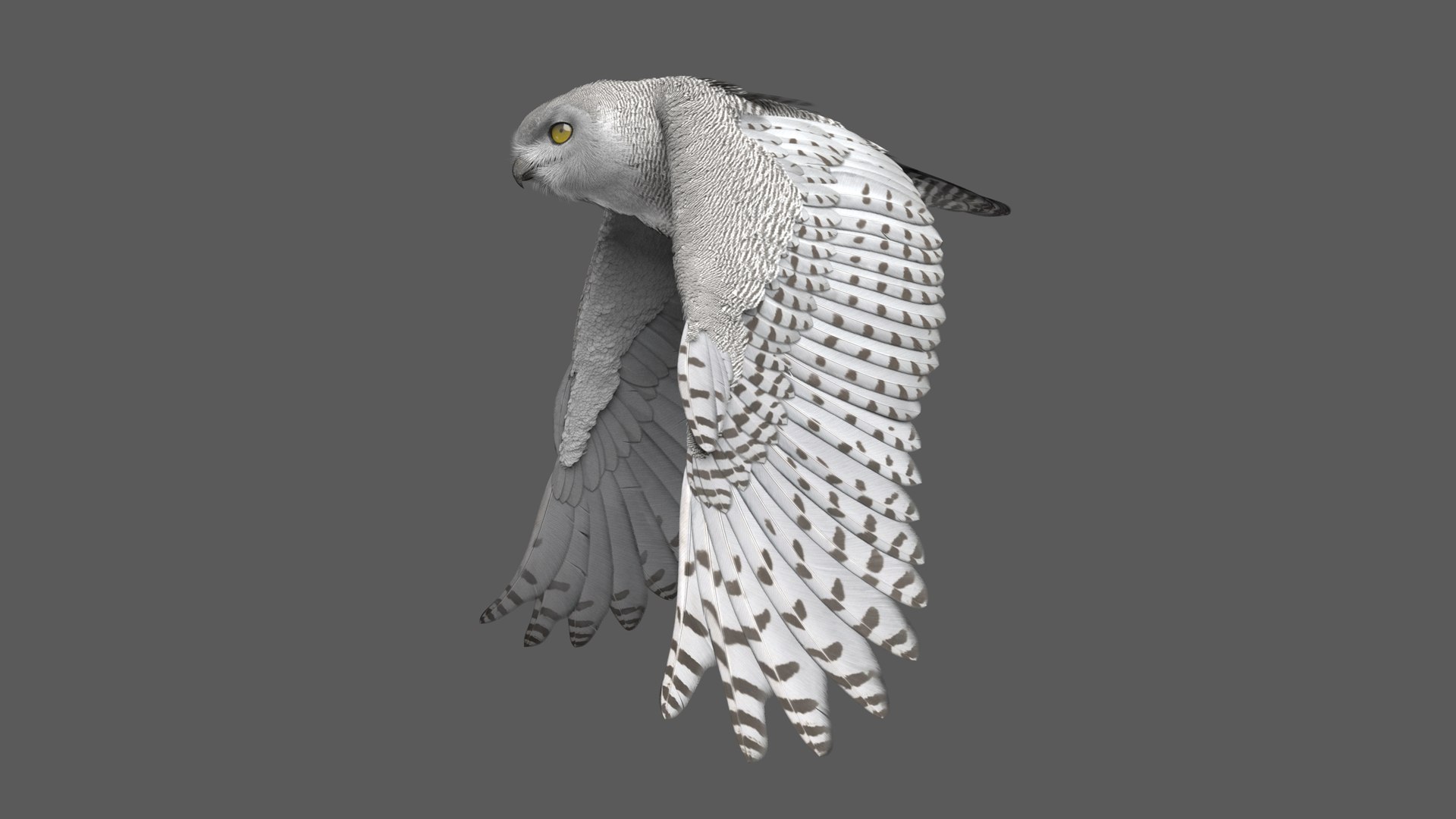 Snowy owl animation model - TurboSquid 1491002