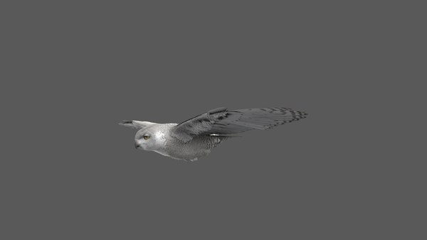 Snowy owl animation model - TurboSquid 1491002