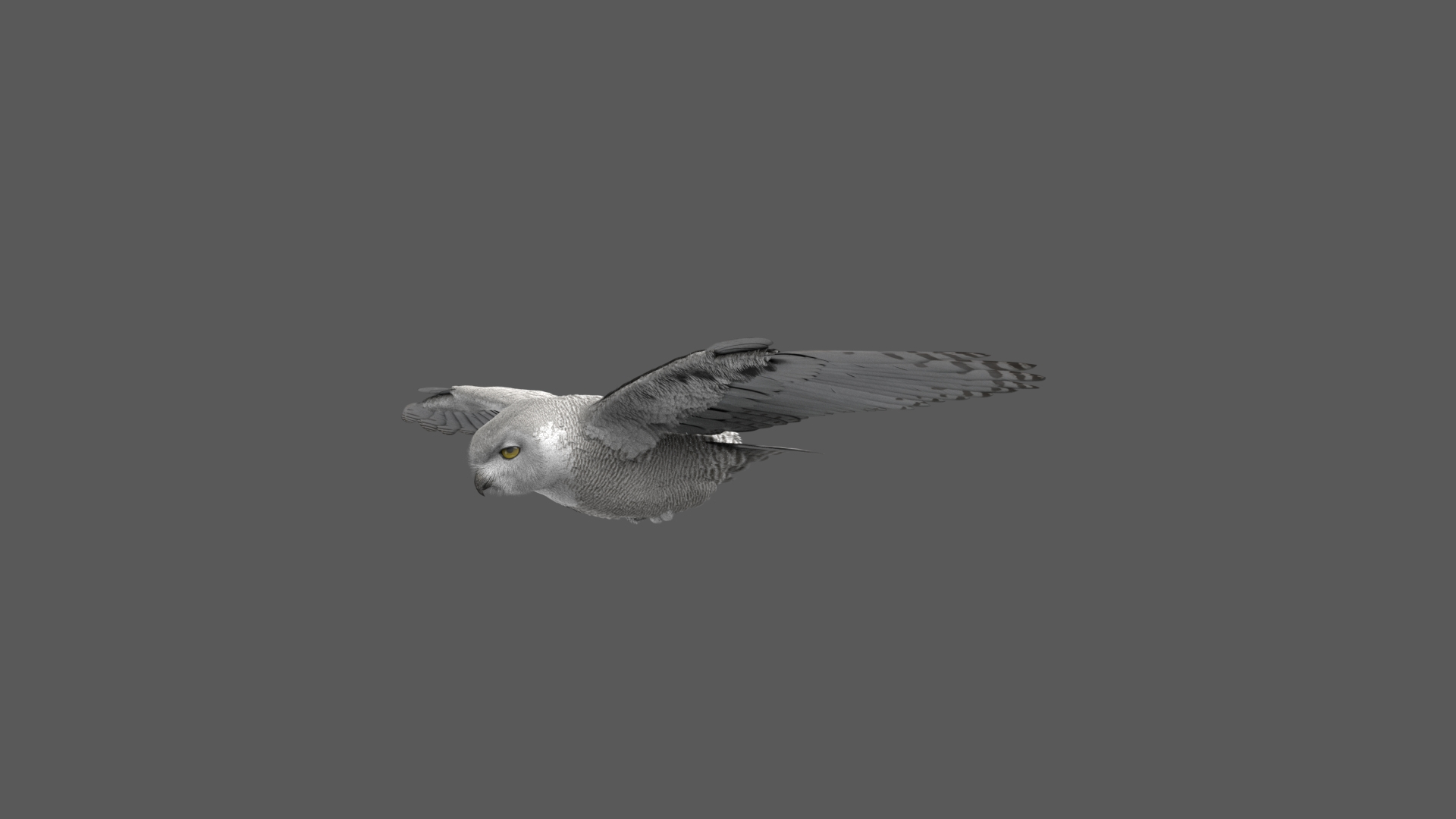 Snowy owl animation model - TurboSquid 1491002