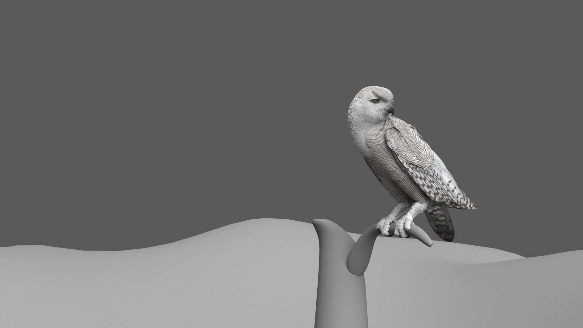 Snowy owl animation model - TurboSquid 1491002