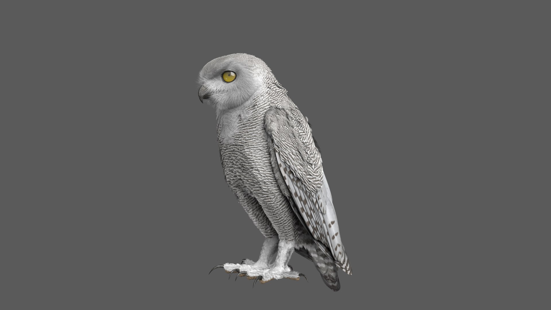 Snowy owl animation model - TurboSquid 1491002