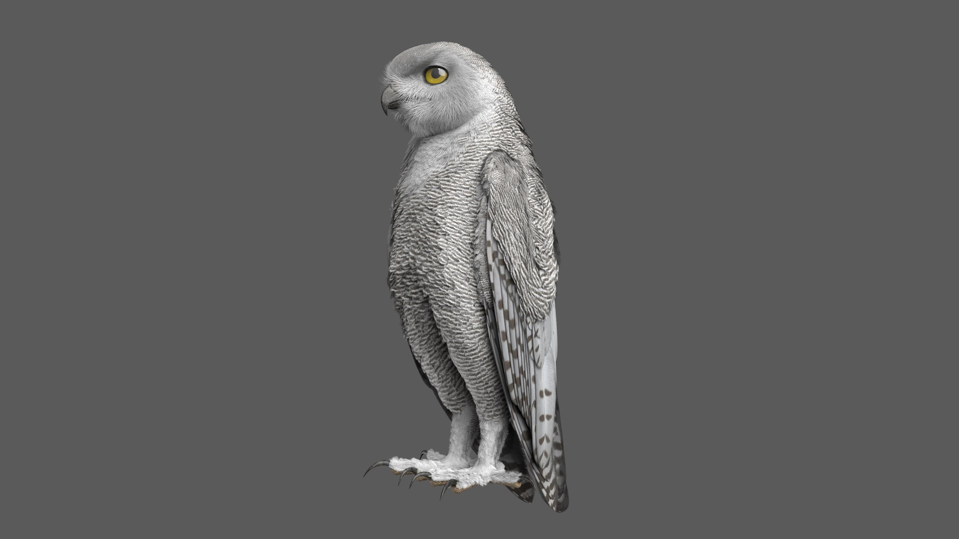 Snowy owl animation model - TurboSquid 1491002