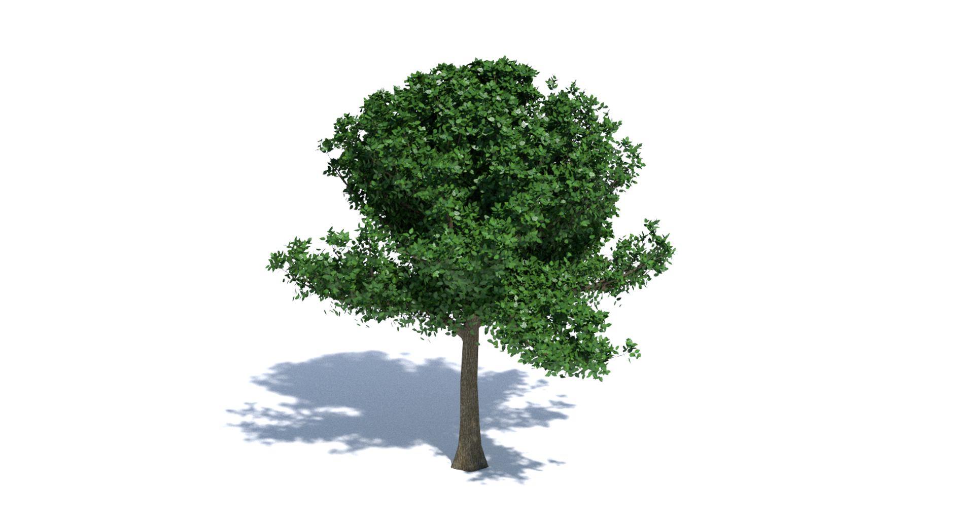 3d Medium Size Tree