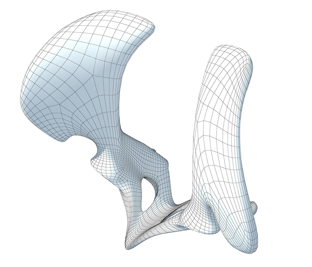 Animal Pelvis 3D Model - TurboSquid 1177966