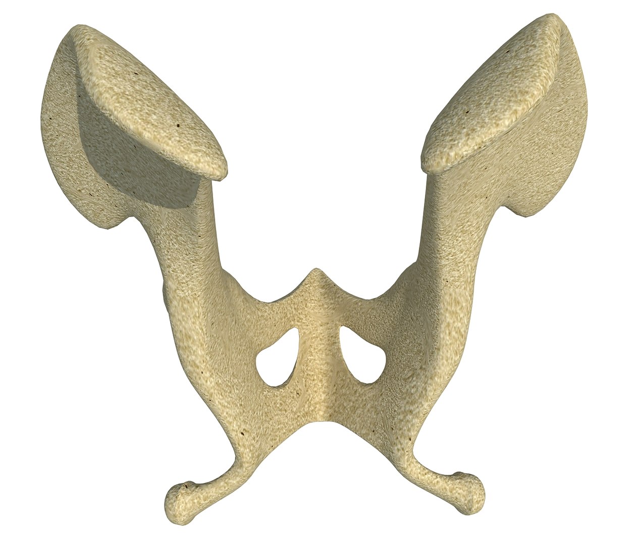 Animal pelvis 3D model - TurboSquid 1177966