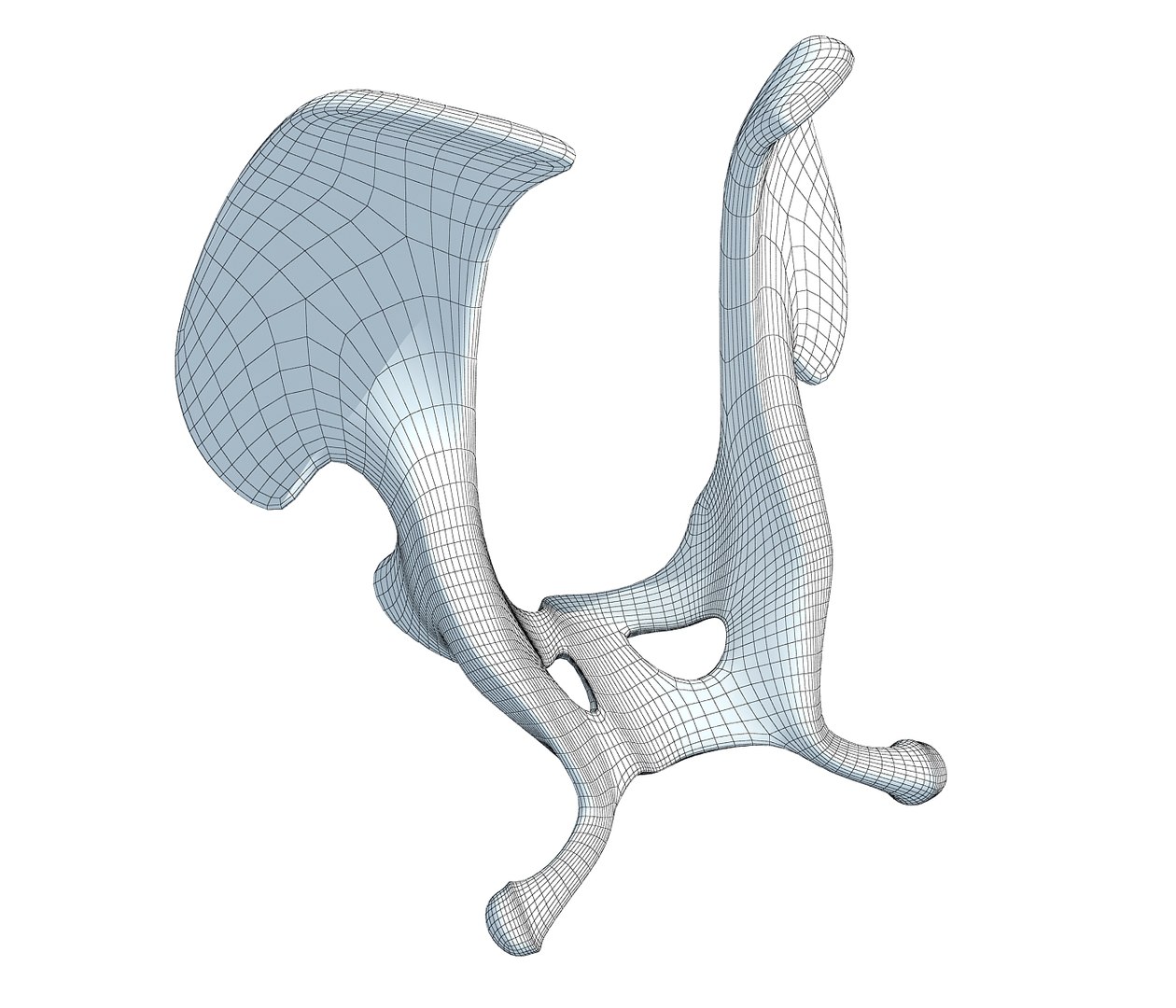 Animal Pelvis 3D Model - TurboSquid 1177966