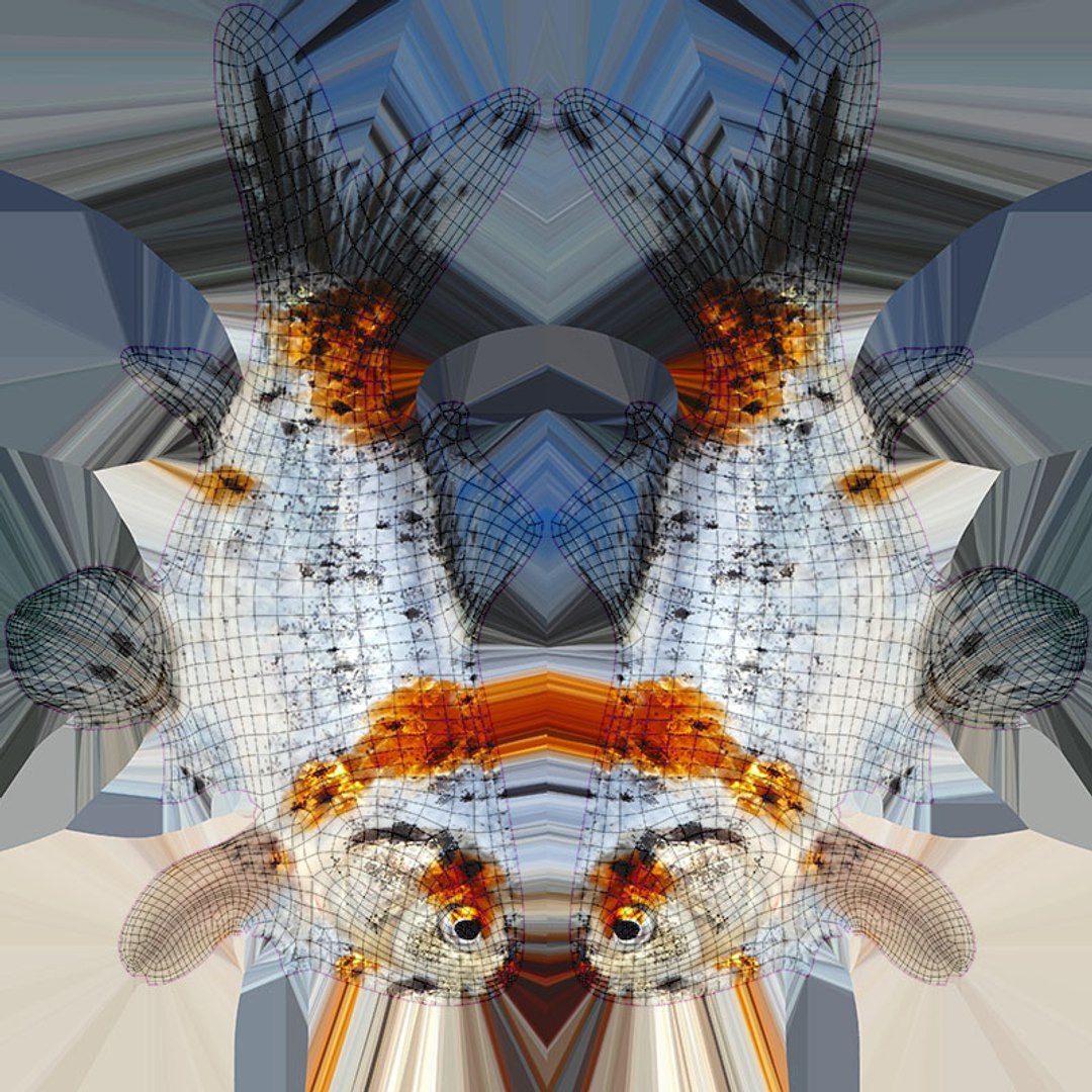 Calico Goldfish Collection 3D Model - TurboSquid 2299631