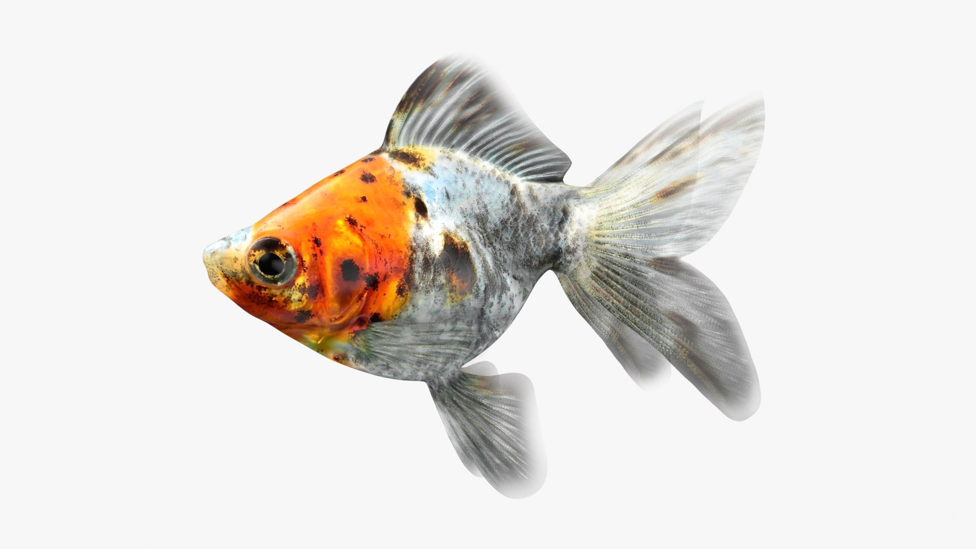 Calico Goldfish Collection 3D Model - TurboSquid 2299631