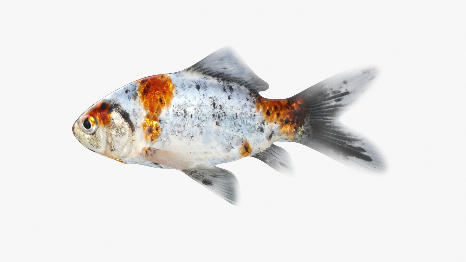 Calico Goldfish Collection 3D Model - TurboSquid 2299631