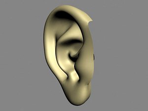 Free 3D Ears Models | TurboSquid