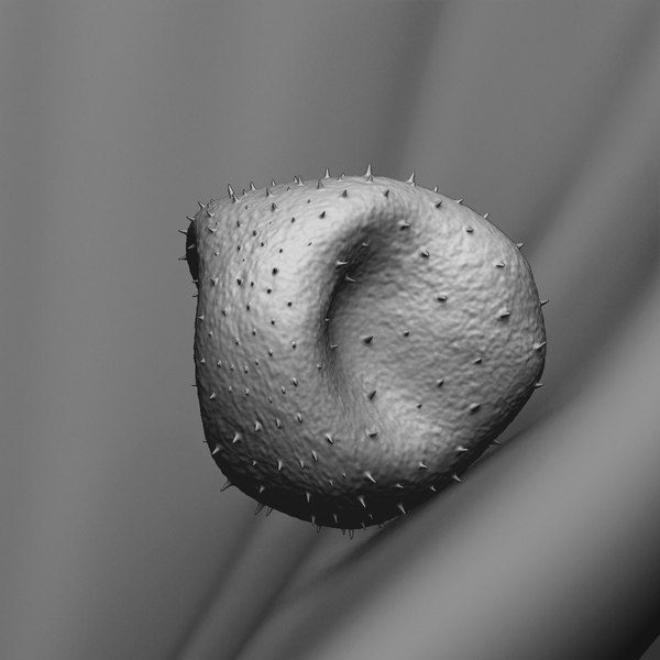 Pollen 3D Models for Download | TurboSquid