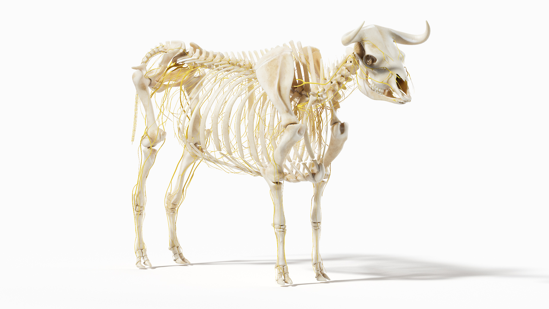 3D Bull Body, Skeleton And Nerves Static - TurboSquid 1723900