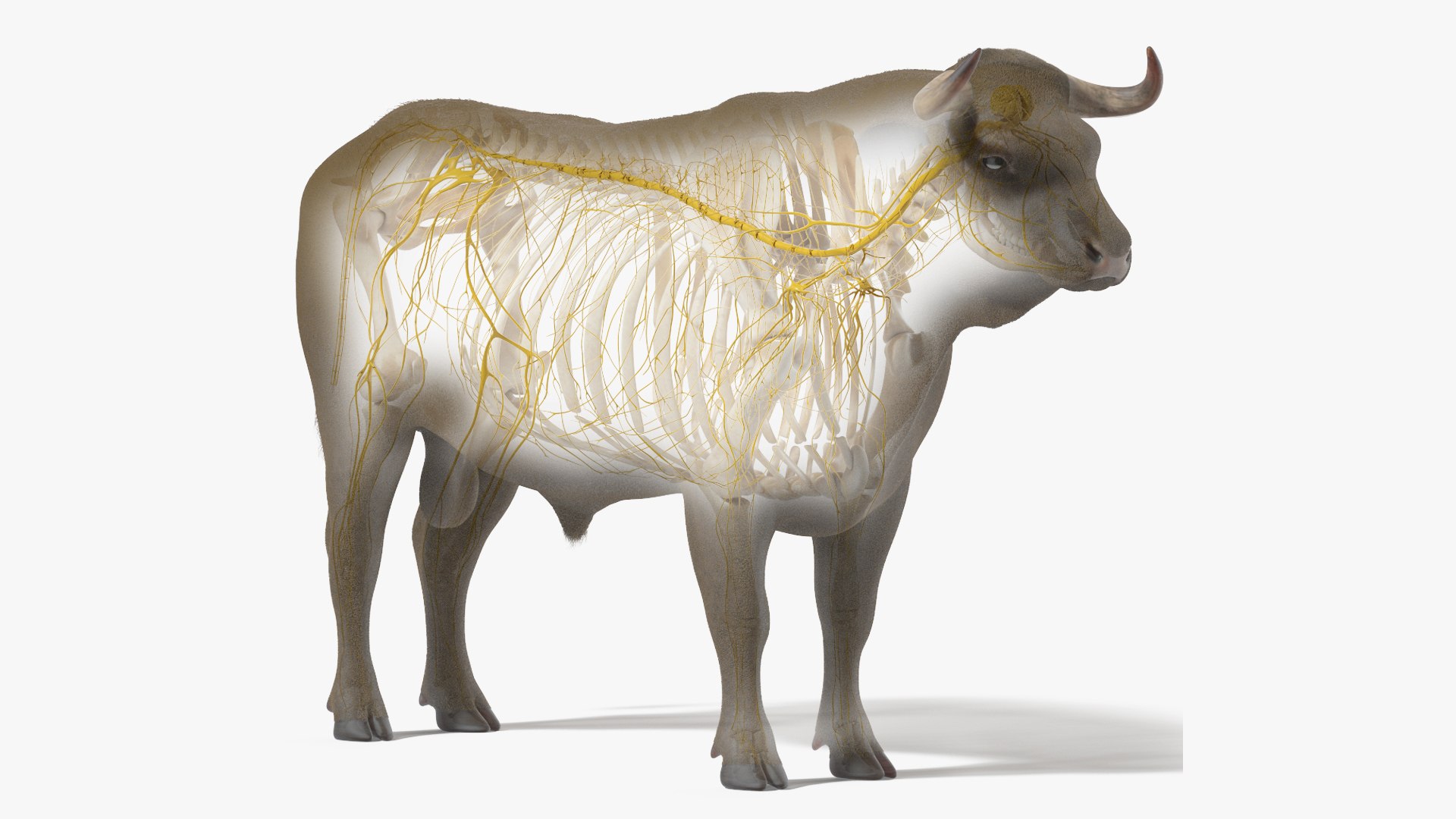 3D Bull Body, Skeleton And Nerves Static - TurboSquid 1723900