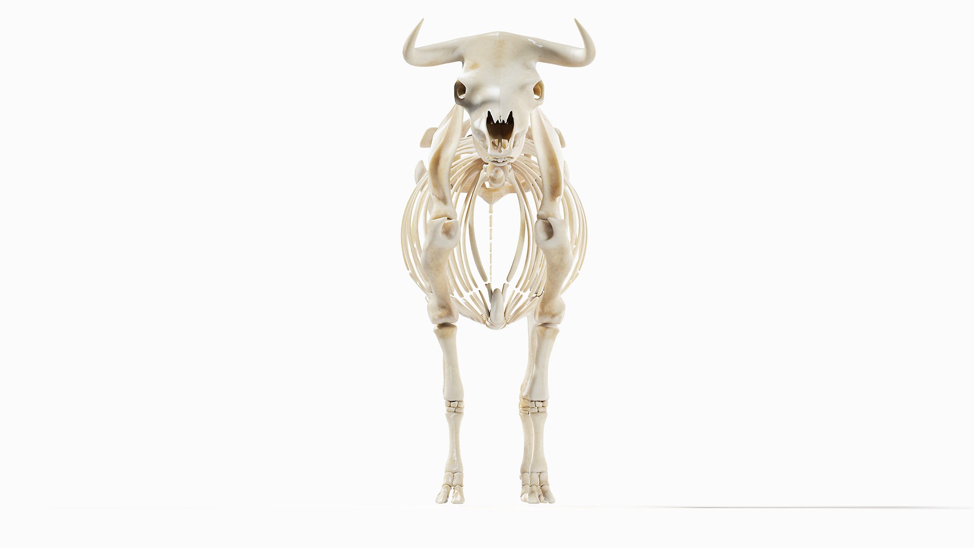 3D Bull Body, Skeleton And Nerves Static - TurboSquid 1723900