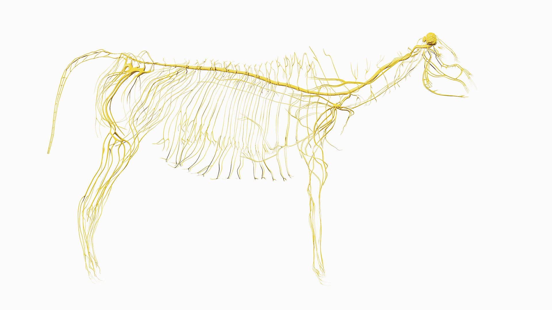 3D Bull Body, Skeleton And Nerves Static - TurboSquid 1723900