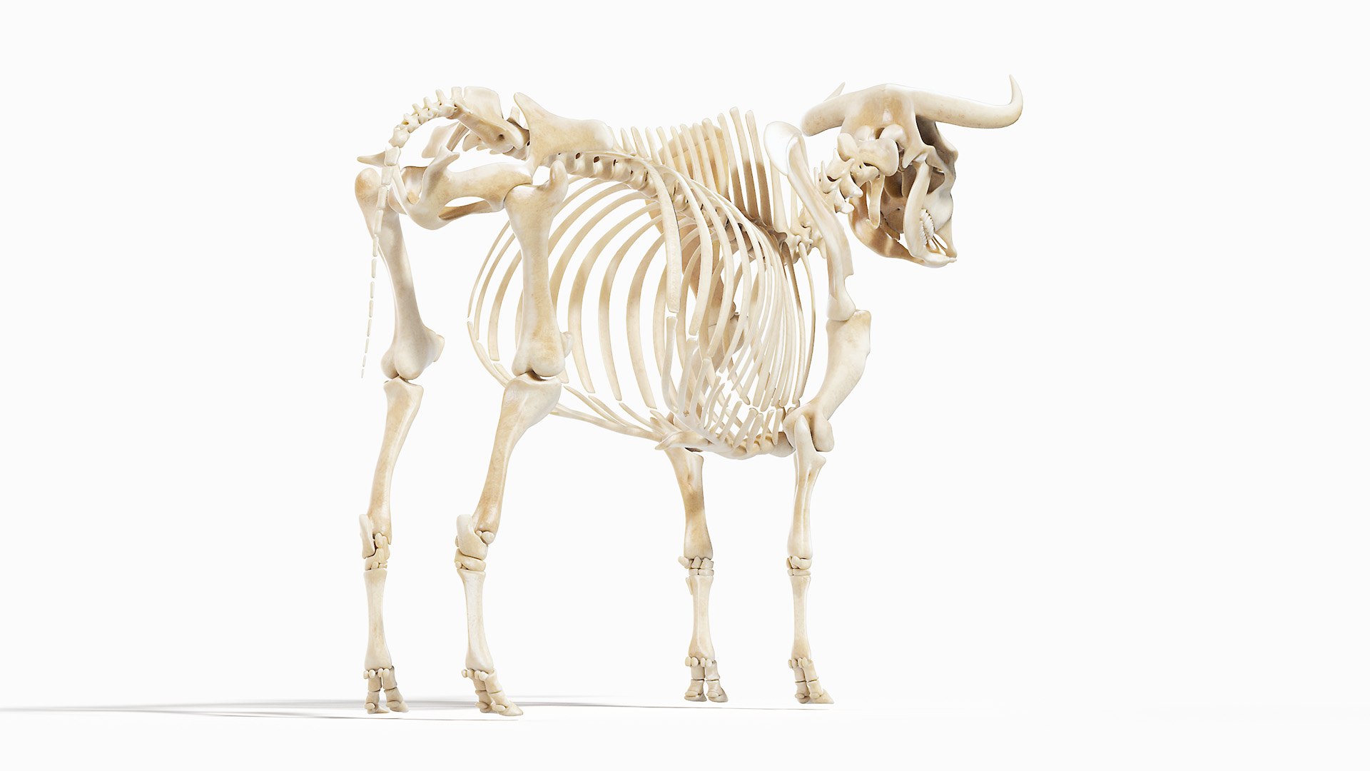 3D Bull Body, Skeleton And Nerves Static - TurboSquid 1723900