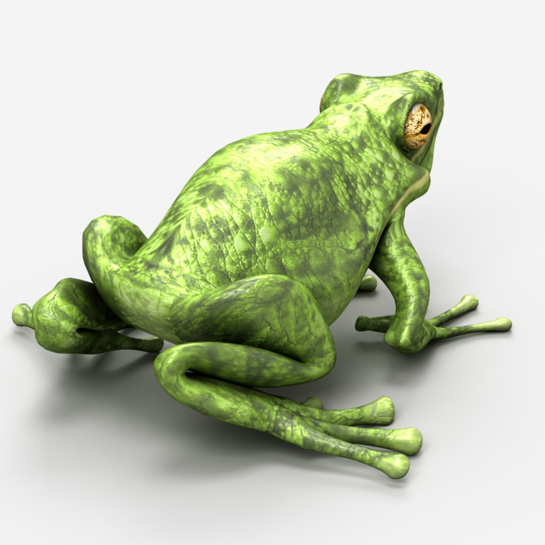 3d Model Frog