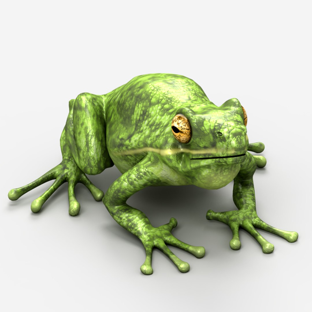 3d Model Frog