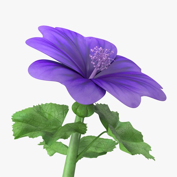 Free malva sylvestris flower 3D - TurboSquid 1619160
