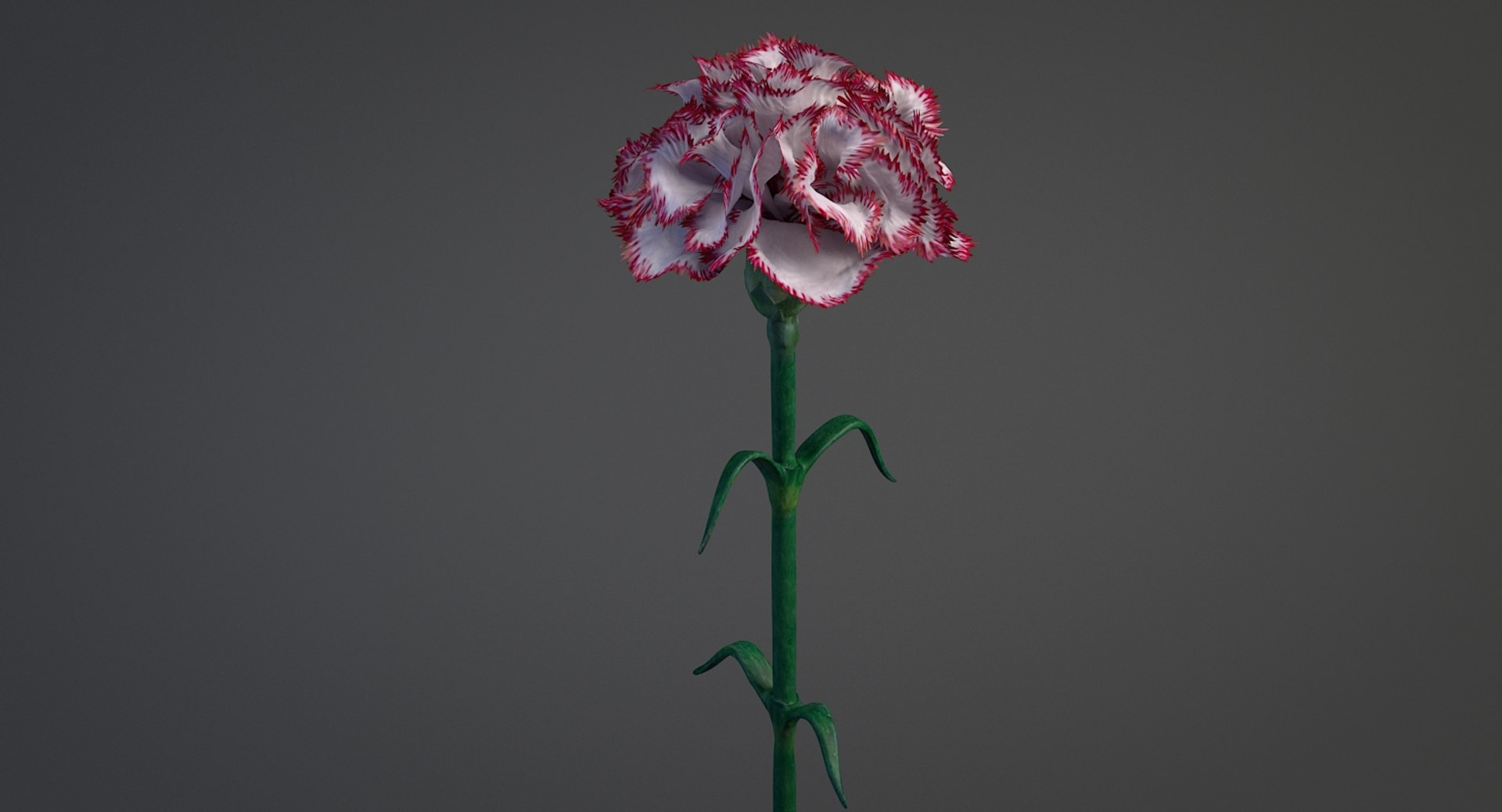 3D Realistic Carnation Flower Model - TurboSquid 1227403