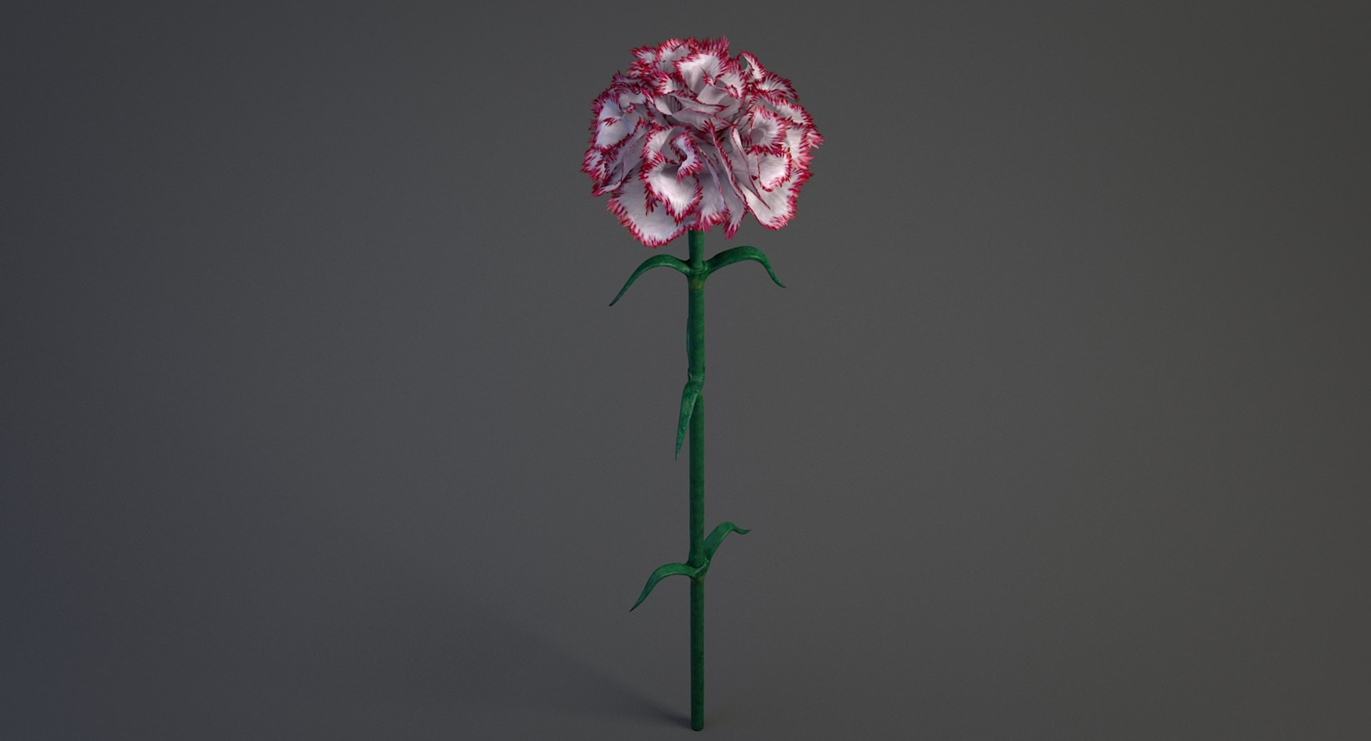 3D Realistic Carnation Flower Model - TurboSquid 1227403