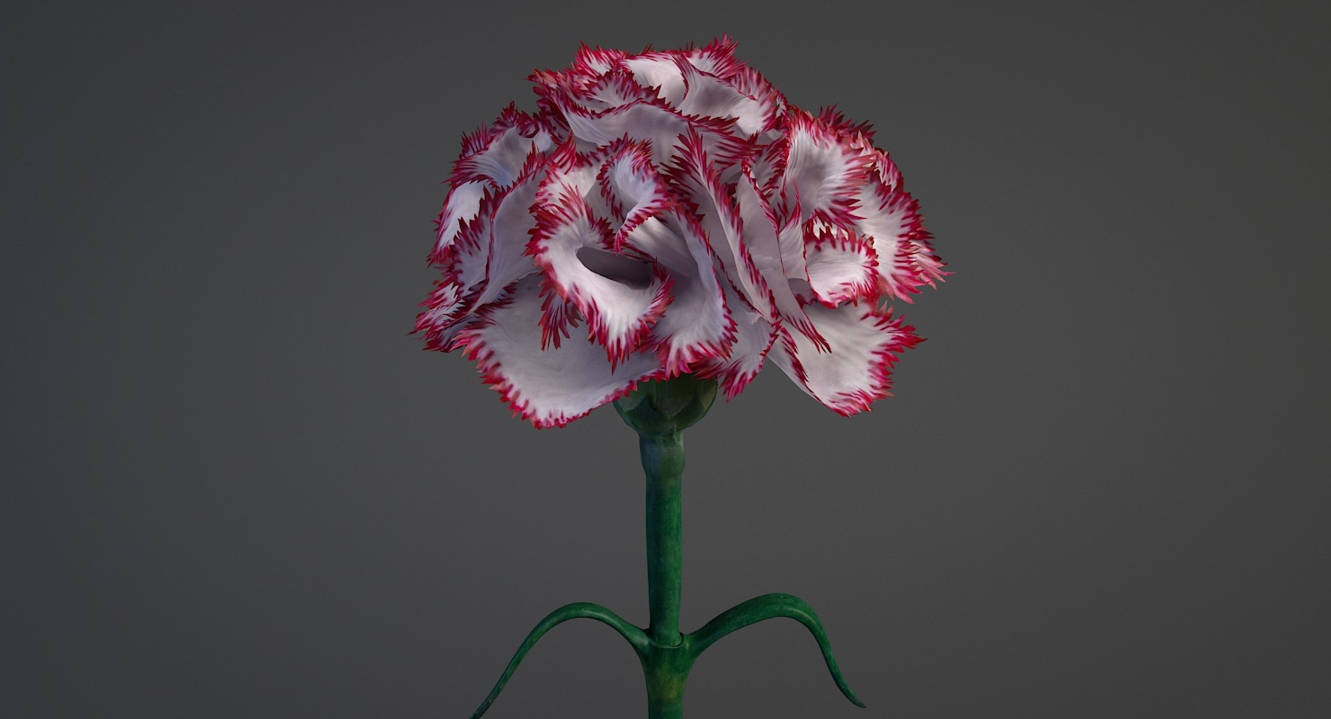 3D Realistic Carnation Flower Model - TurboSquid 1227403