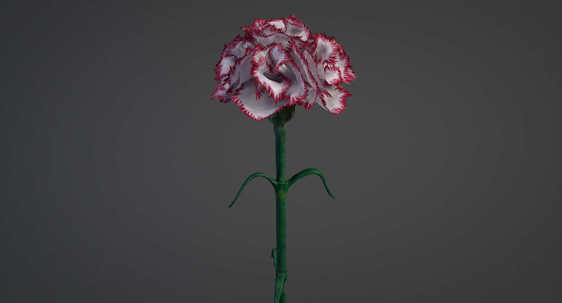 3D Realistic Carnation Flower Model - TurboSquid 1227403