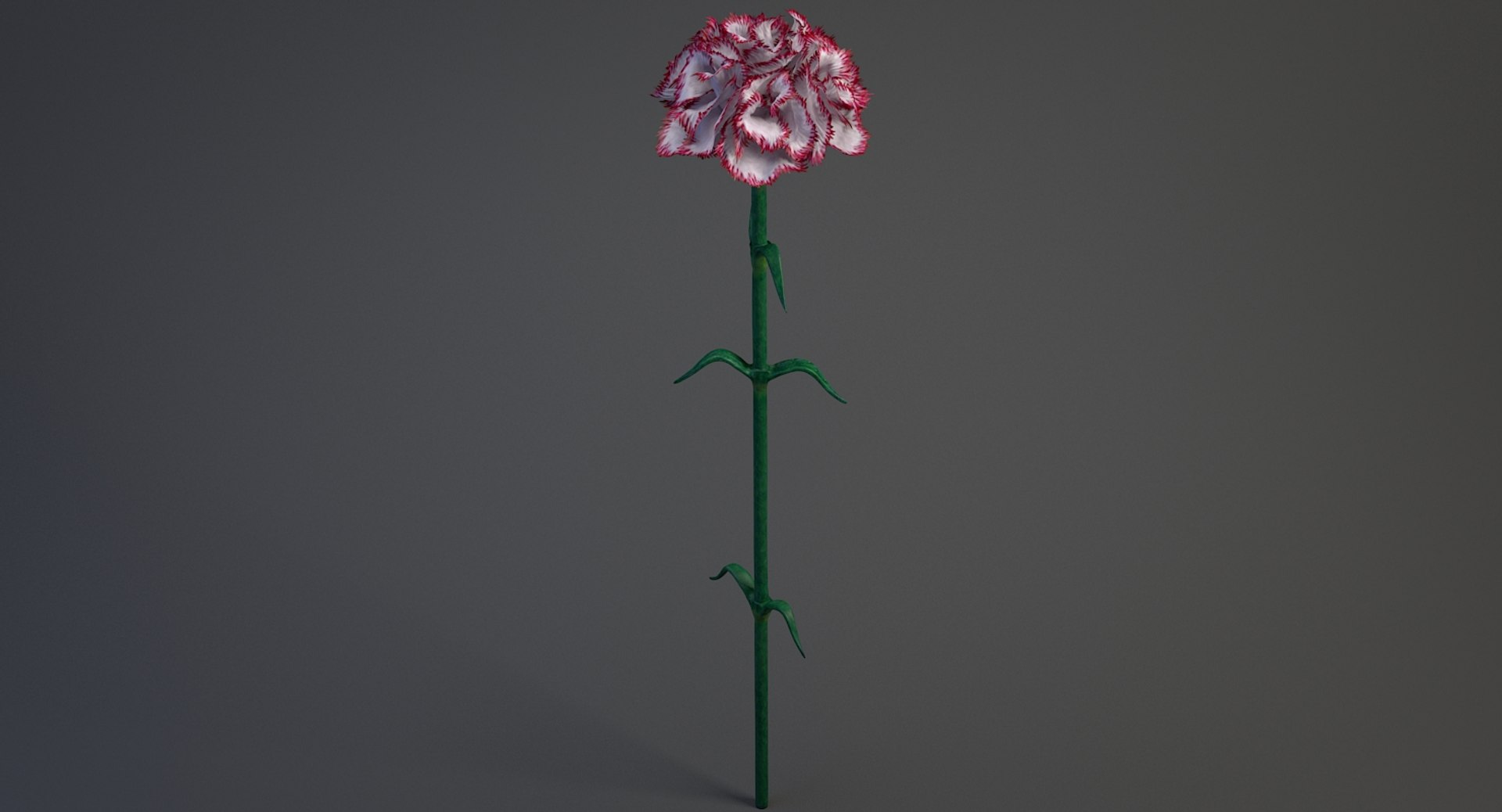 3D Realistic Carnation Flower Model - TurboSquid 1227403