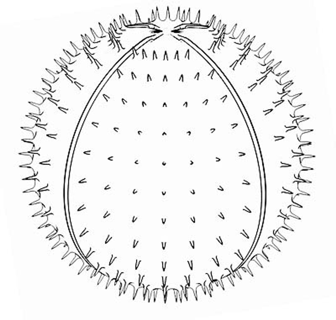 3d Model Microscopic Pollen