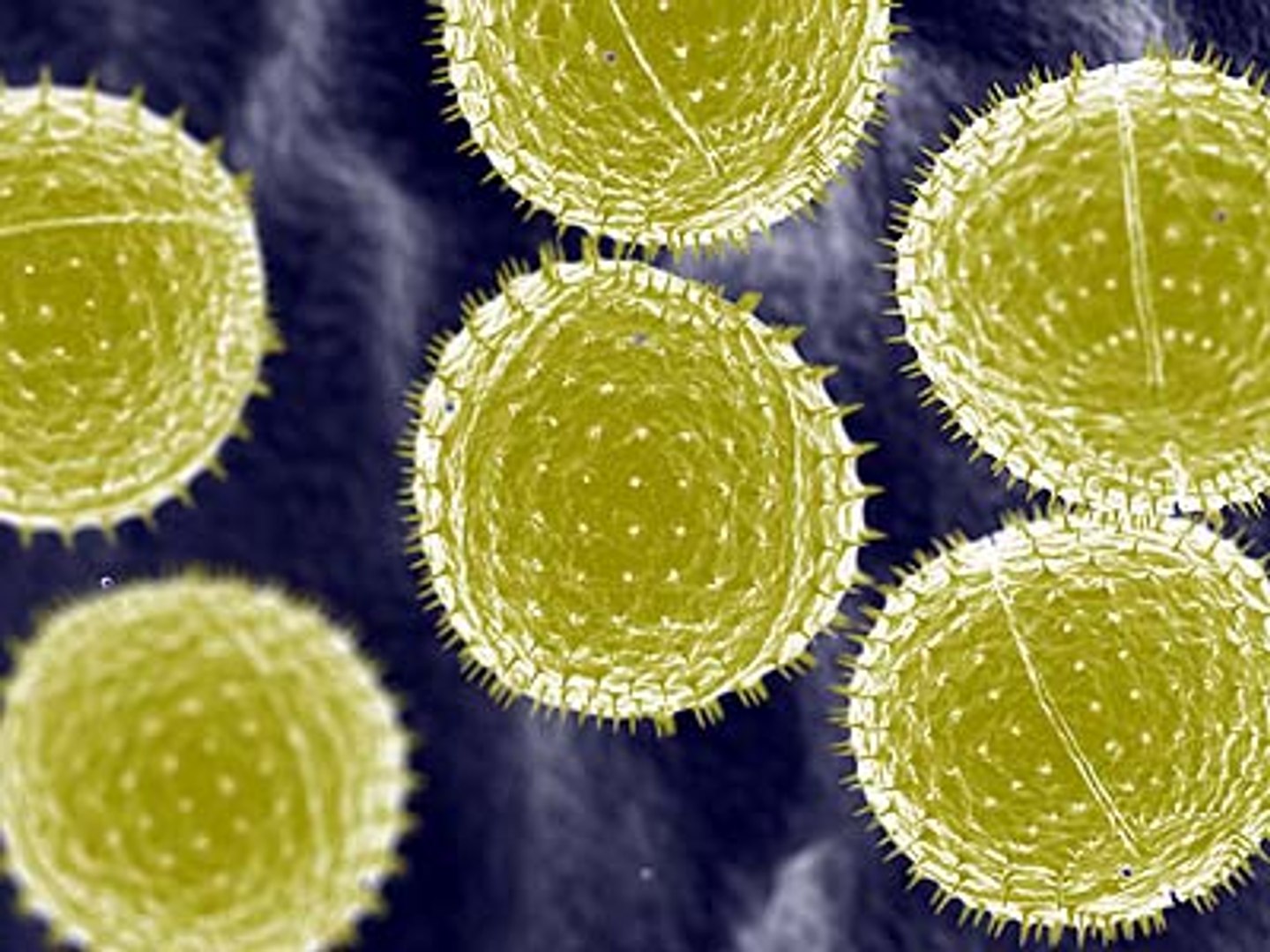 3d Model Microscopic Pollen