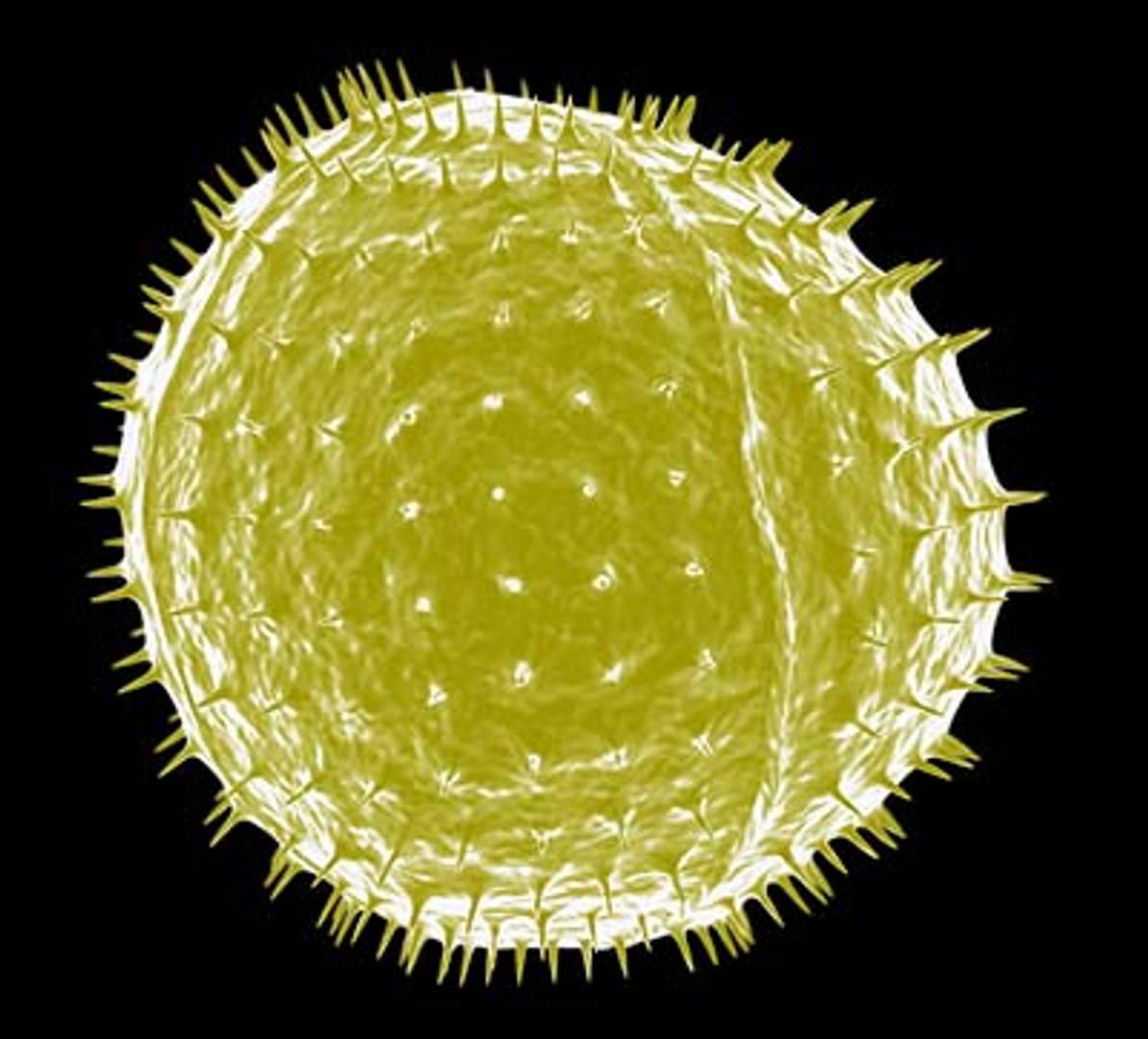 3d Model Microscopic Pollen