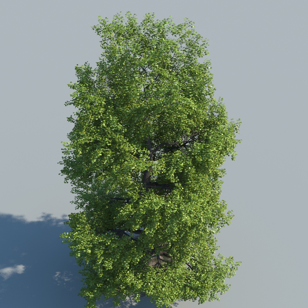 realistic linden tree leaf 3d model