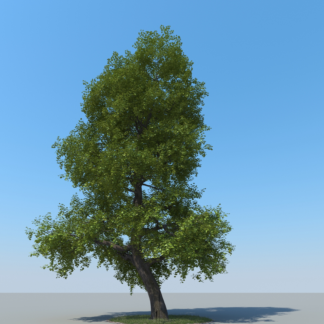 realistic linden tree leaf 3d model
