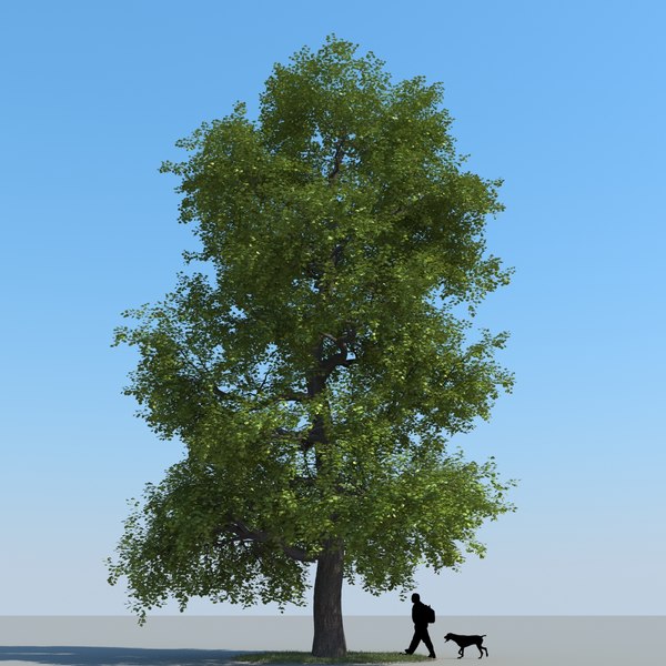 realistic linden tree leaf 3d model