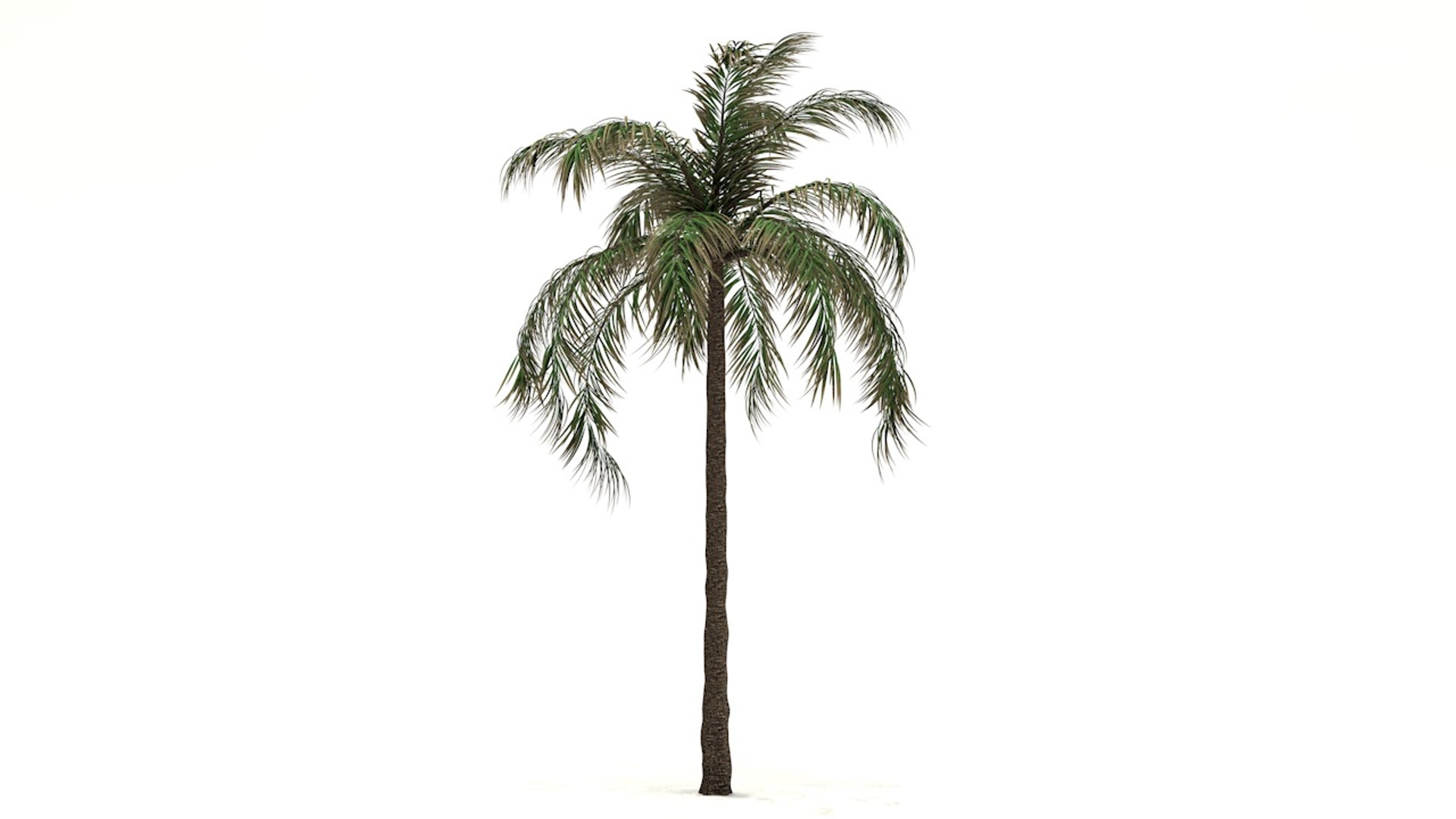 Queen Palm Tree 3D - TurboSquid 1401120
