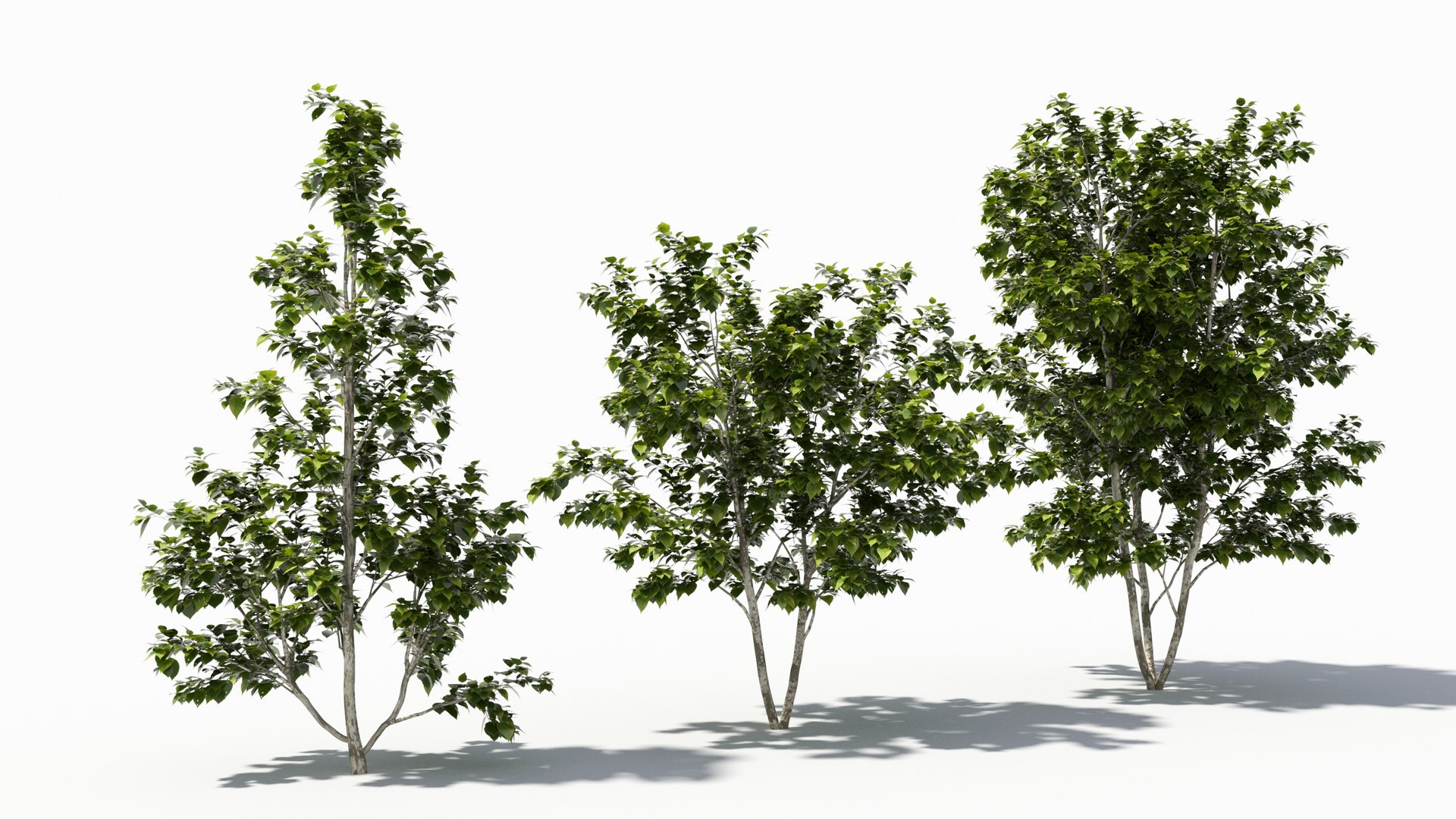3D Model Betula Tree - TurboSquid 2015710